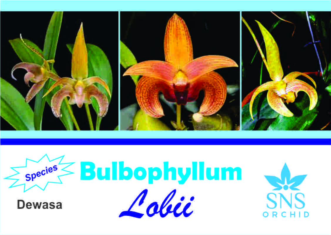 Jual Bulbophyllum Lobbii Dewasa Siap Bunga Anggrek Bulbo Lobii Species ...