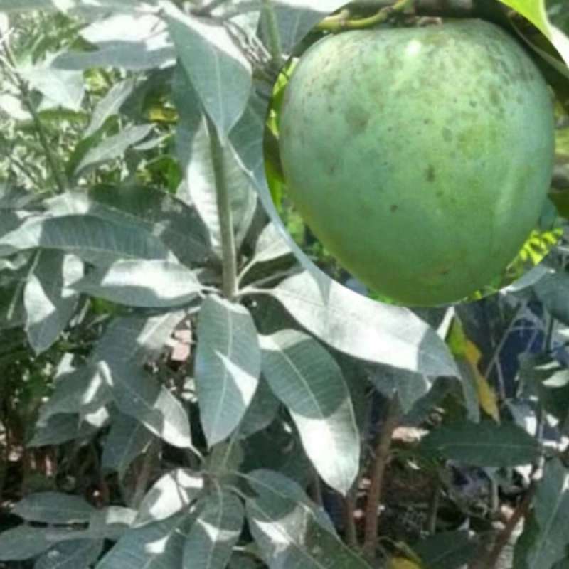 Jual Bibit Buah Mangga Kelapa Tanaman di Seller anekatanaman02 - Pondok ...