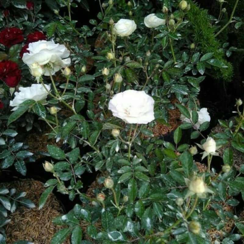 Jual Tanaman hias bibit bunga mawar merah/putih di Seller bibitsalsa ...