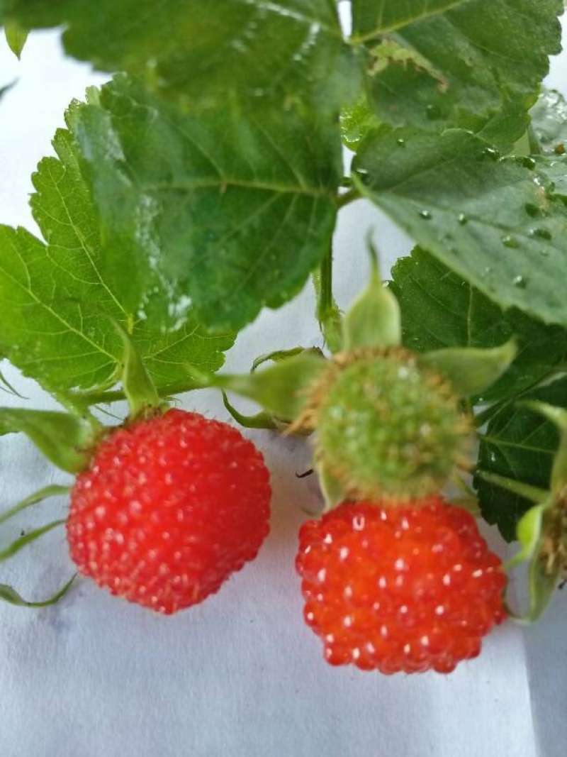 Jual bibit pohon buah raspberry di Seller bibit kitaa - Pondok Bambu ...