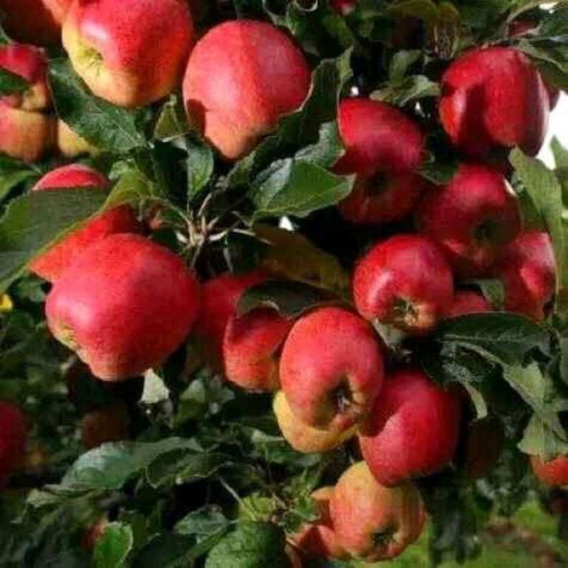 Jual bibit apel ana cangkok benih pohon tanaman buah di dalam pot ...