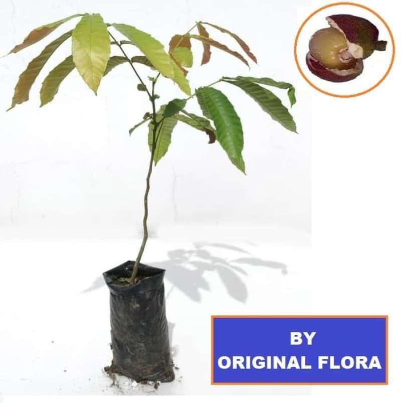 Jual Jual Bibit Matoa Buah Matoa Pohon Matoa Tanaman Matoa Asli Papua ...