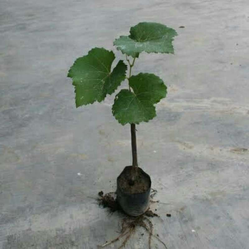 Jual Bibit Tanaman Buah Anggur Lokal Merah Caroline Manis (cepat ...