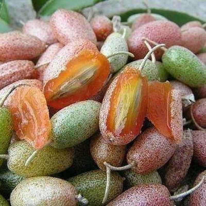 Jual tanaman buah langka silver berry cangkok di Seller ...
