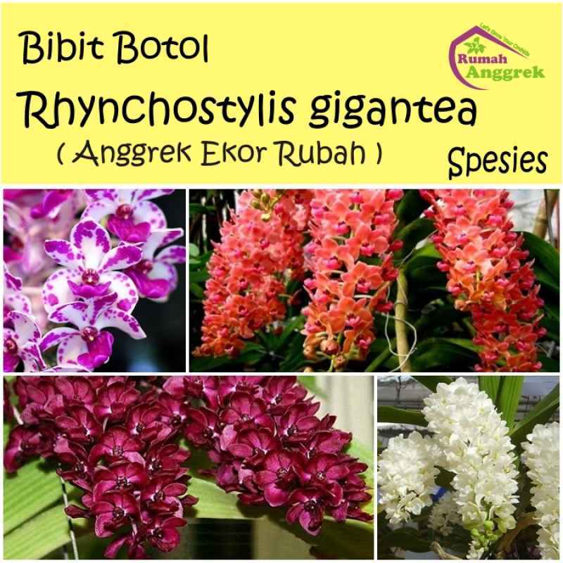 Promo Bibit Botol Rhynchostylis Gigantea bibit anggrek rhynchos ekor ...