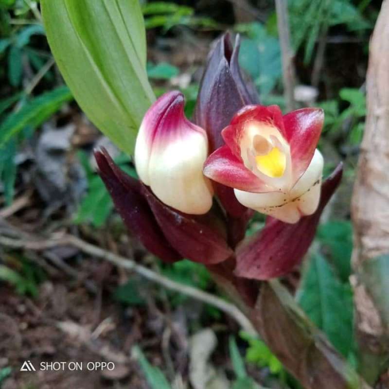 Promo Anggrek tanah spesies ACANTHEPIPPIUM (potong daun) Diskon 4% di ...