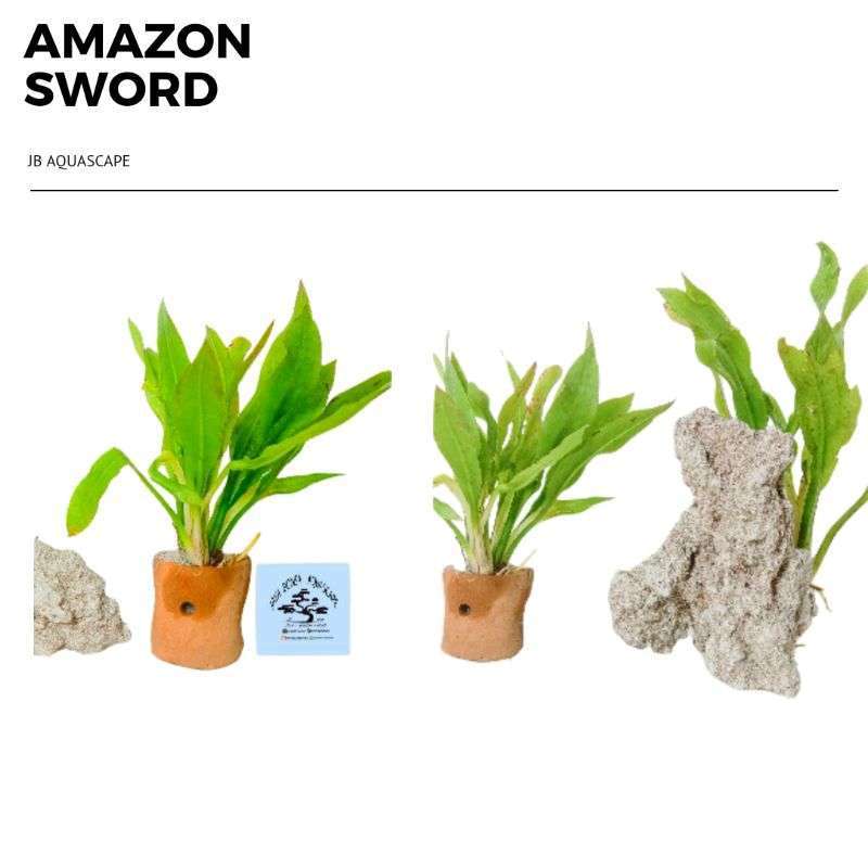 Jual AMAZON SWORD TANAMAN AQUASCAPE di Seller Jbaquascape - Kalipucang ...