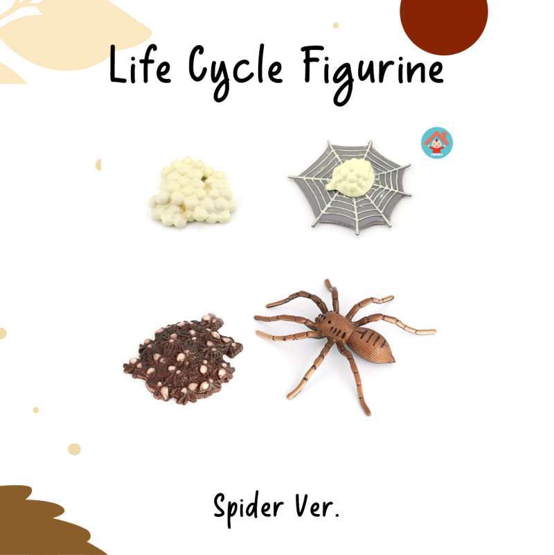 Jual Life Cycle Daur Hidup Hewan Ayam Katak Nyamuk Penyu Semut Kupu ...