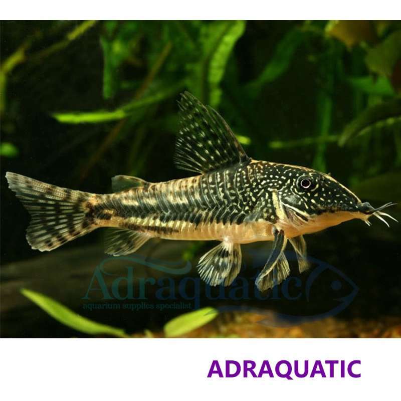 Jual IKAN HIAS CORYDORAS BARBATUS EIGENMANNI BEARDED BANDED AIR TAWAR ...