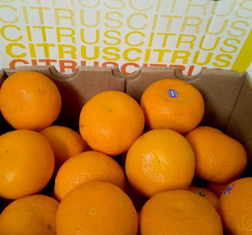 Jual Jeruk Honey Murcot Oranges Fresh Import Per Kg Halal Di Seller ...