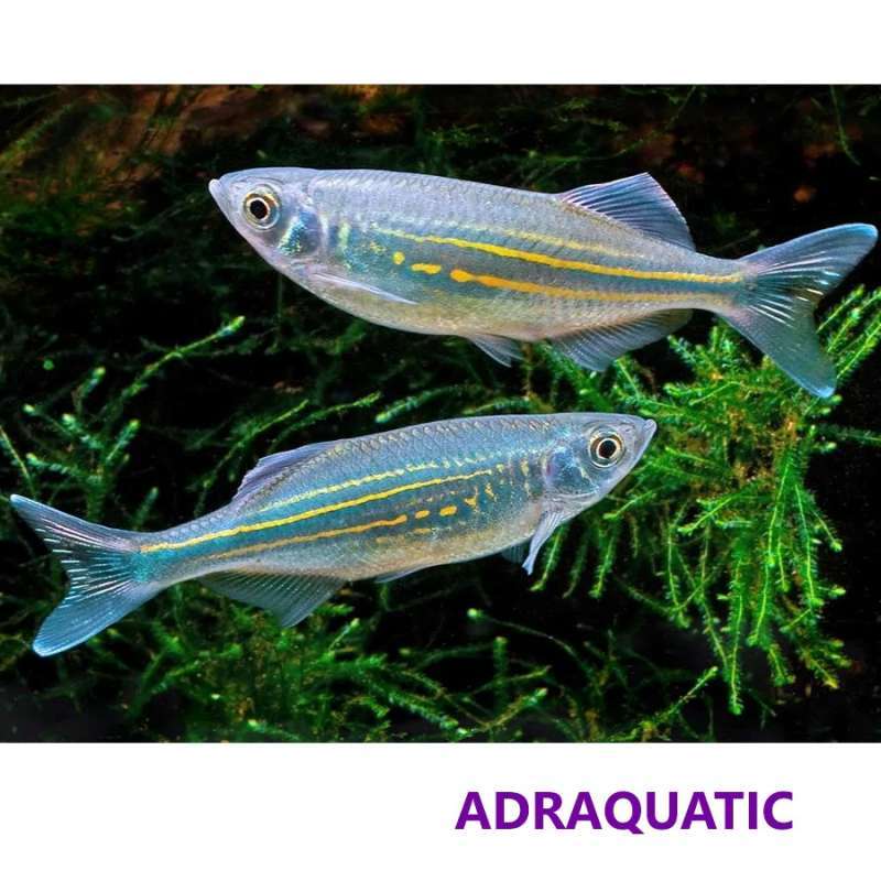 Jual IKAN HIAS MALABAR DANIO DEVARIO MALABARICUS AIR TAWAR di Seller ...