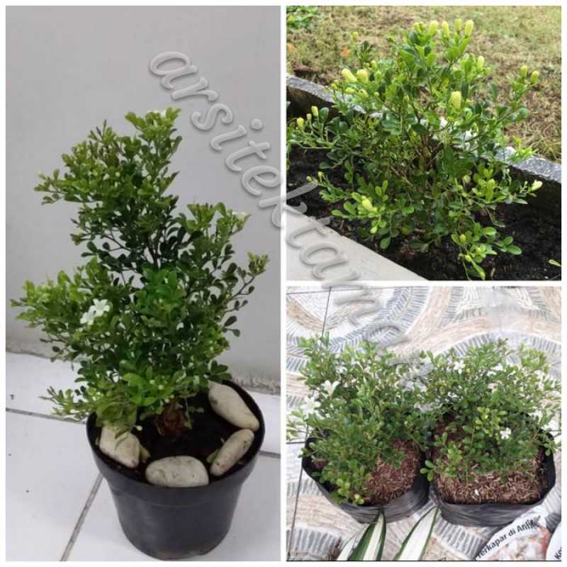 Jual pohon kemuning mini, tanaman kemuning mini, kemunong mini di ...