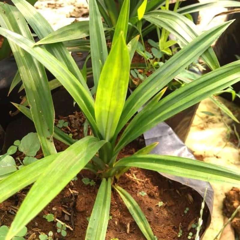 Jual Tanaman pandang wangi | pohon pandan wangi | pandan wangi di ...