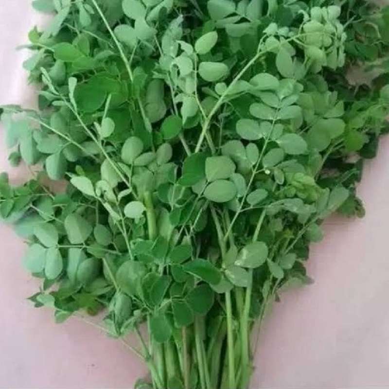 Jual Daun kelor segar 1ikat Halal di Seller Pasar badung - Dauh Puri ...