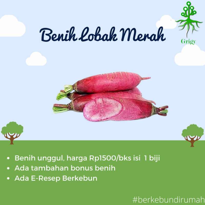 Jual Benih Lobak Merah, Biji Lobak Merah, Benih Lobak, Biji Lobak Di ...