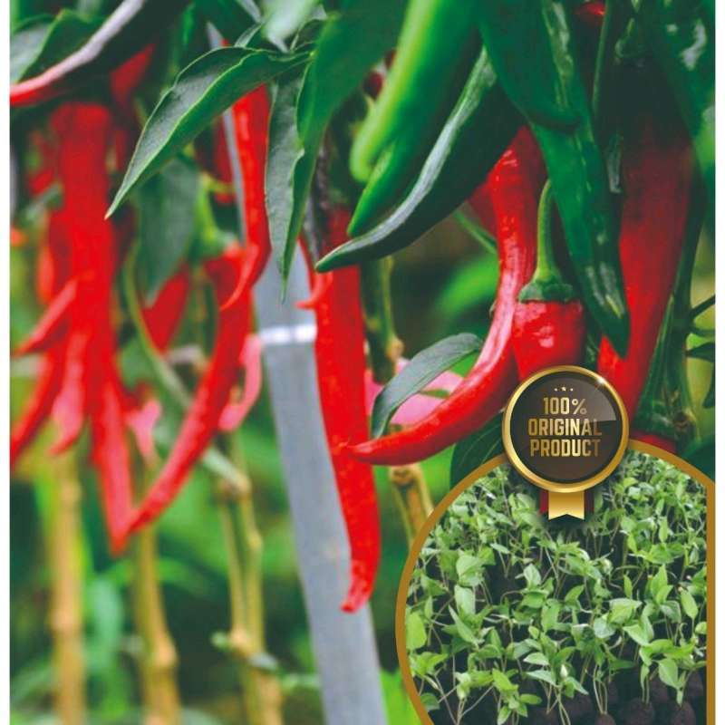 Jual Bibit Tanaman Cabe Cabai Merah Besar Siap Tanam di Polybag Pot ... Jual Bibit Tanaman Cabe Cabai Merah Besar Siap Tanam di Polybag Pot ...