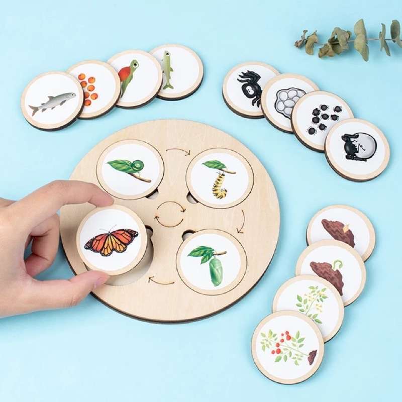 Jual Wooden Life cycle animal figure /siklus hidup hewan montessori ... Jual Wooden Life cycle animal figure /siklus hidup hewan montessori ...