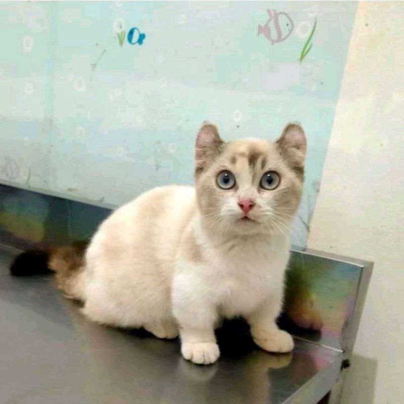 Kucing Persia Medium Putih
