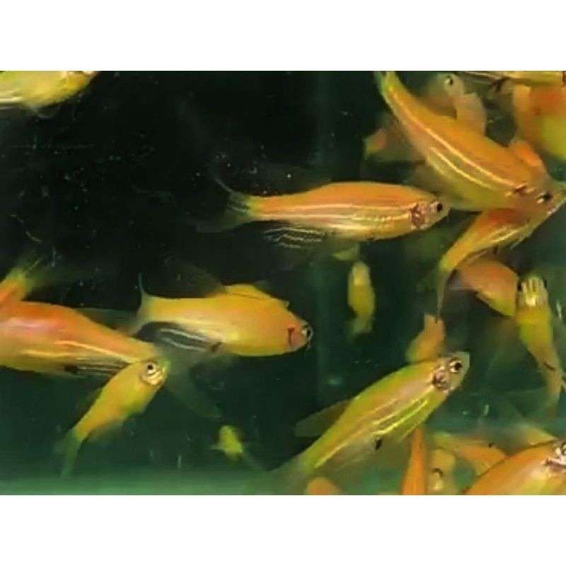 Jual glofish danio/ ikan zebra kuning di Seller Hans fish - Gabahan ...