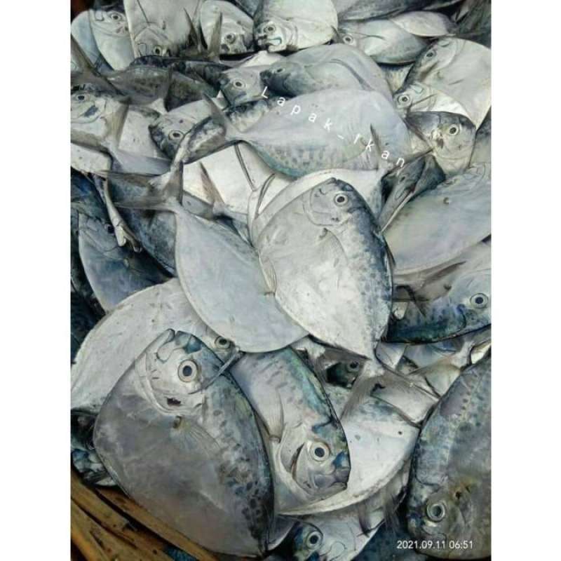 Jual Ikan Etem Segar 1~kilogram Di Seller Lapakikan - Pluit, Kota ...