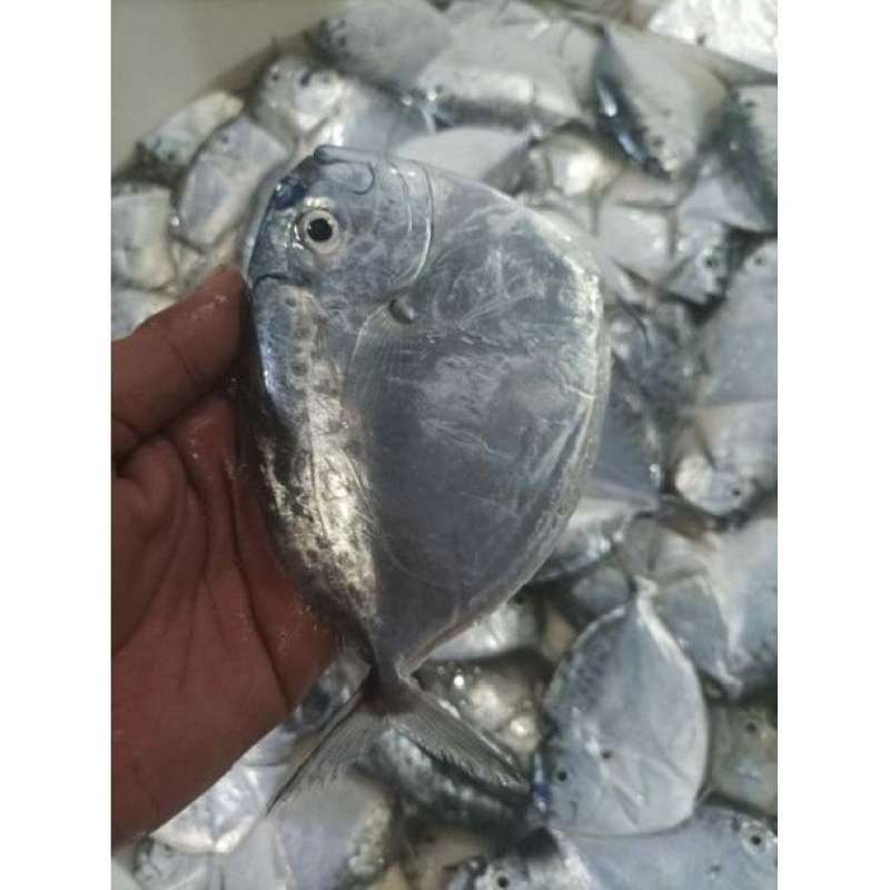 Jual Ikan Etem Segar 1~kilogram Di Seller Lapakikan - Pluit, Kota ...