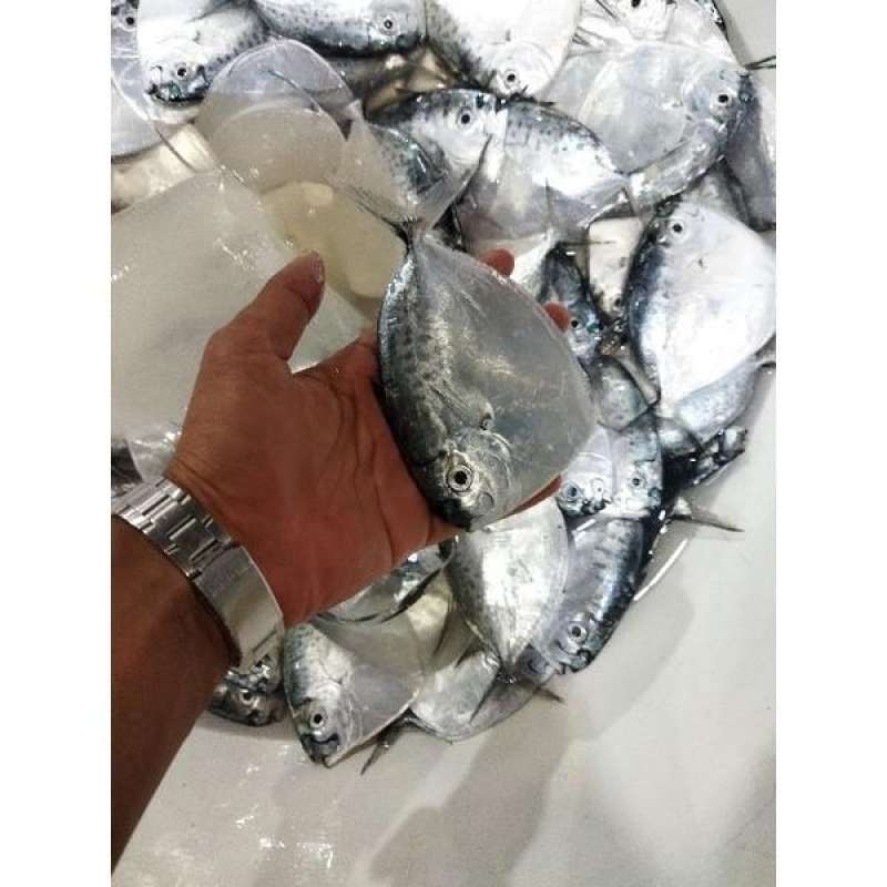 Jual Ikan Etem Segar 1~kilogram Di Seller Lapakikan - Pluit, Kota ...