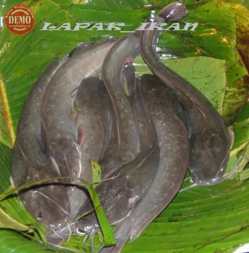 Jual Ikan Lele Hidup LIve Ikan Harian Segar Dan BERGARANSI 1Kg di ...