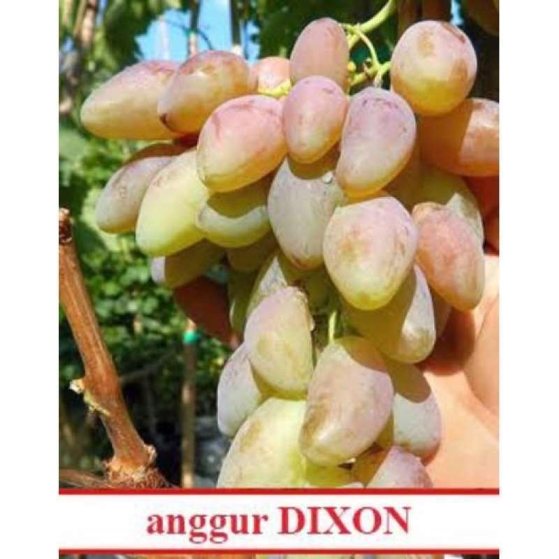 Promo Bibit Anggur Import Dixon Hijau Super Unggul Diskon 40% Di Seller ...