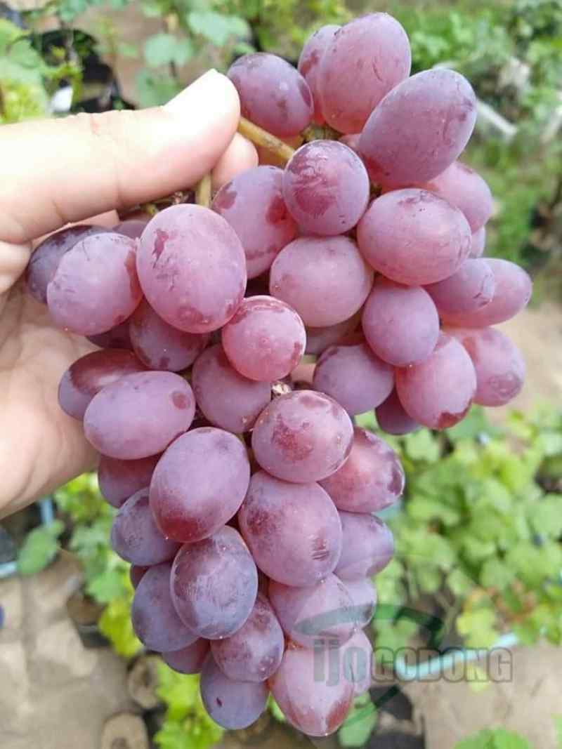 Promo Bibit Anggur Jupiter - Harga Petani Diskon 35% di Seller garden ...