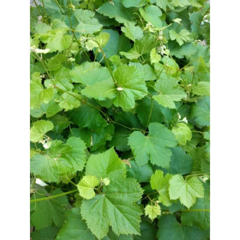 Promo Bibit Tanaman Buah Anggur Import Dixon Asli Valid Diskon 60% Di ...