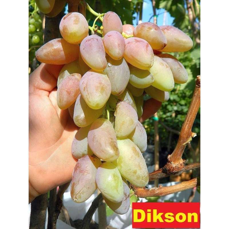 Promo Bibit Tanaman Buah Anggur Import Dixon Asli Valid Diskon 60% Di ...