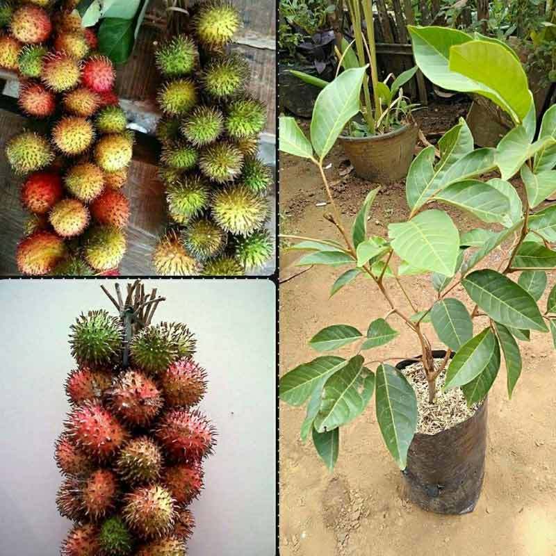 Pohon Rambutan Rapiah