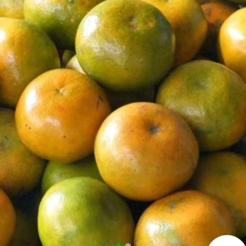 Jual Jeruk Medan Super 1kg dijamin Segar Halal di Seller Rumbo Sayur ...