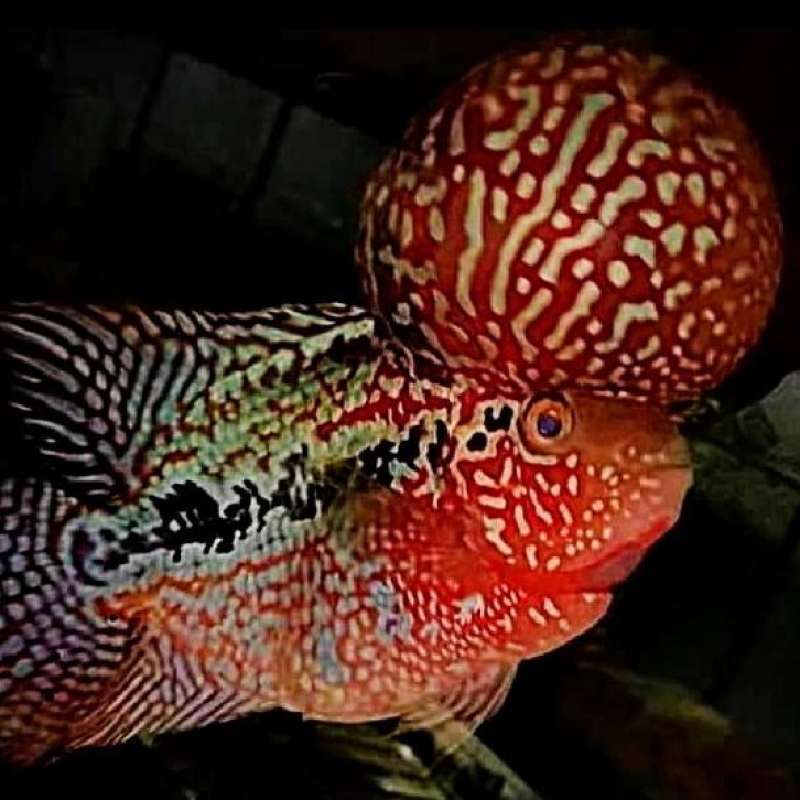 Jual jenis louhan super red dragon size 6-10cm di Seller toha ...