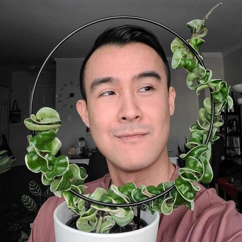 Jual Loop Planters - 20cm Rambatan Besi Media Rambat Tanaman Dekorasi ...