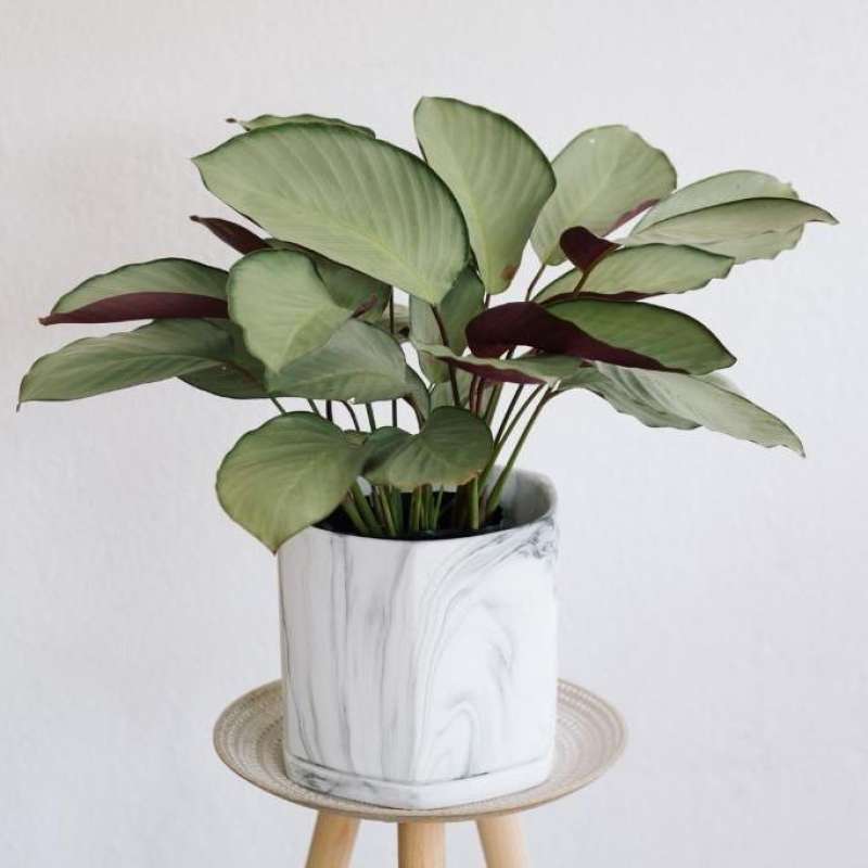 Jual Silver Plate Calathea Roseopicta | Tanaman Hias Indoor Plants di ...
