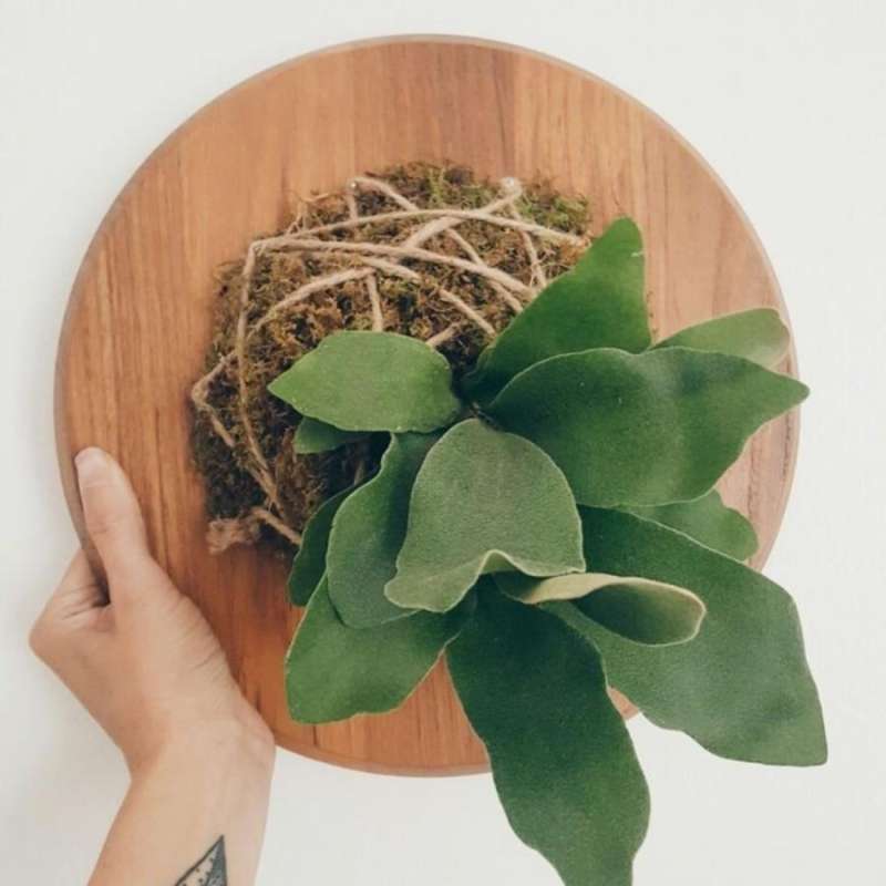 Jual Wood Slice | Wall Planter Media Tanam Anggrek Platy Dinding Kayu ...