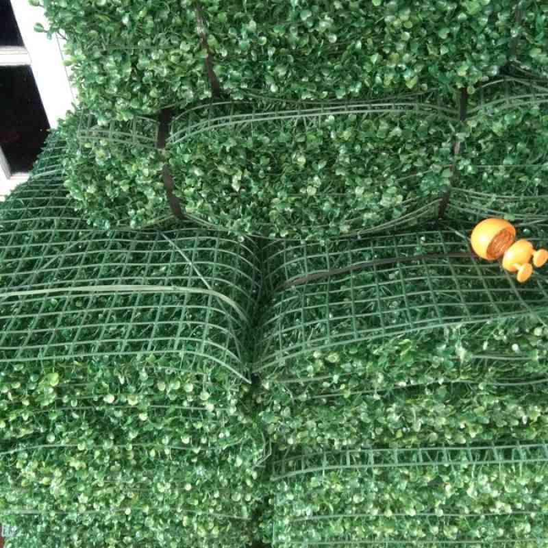 Jual Terbaru Daun Rambat Dolar, Daun Sintetis, Daun Plastik, Tanaman ... Jual Terbaru Daun Rambat Dolar, Daun Sintetis, Daun Plastik, Tanaman ...