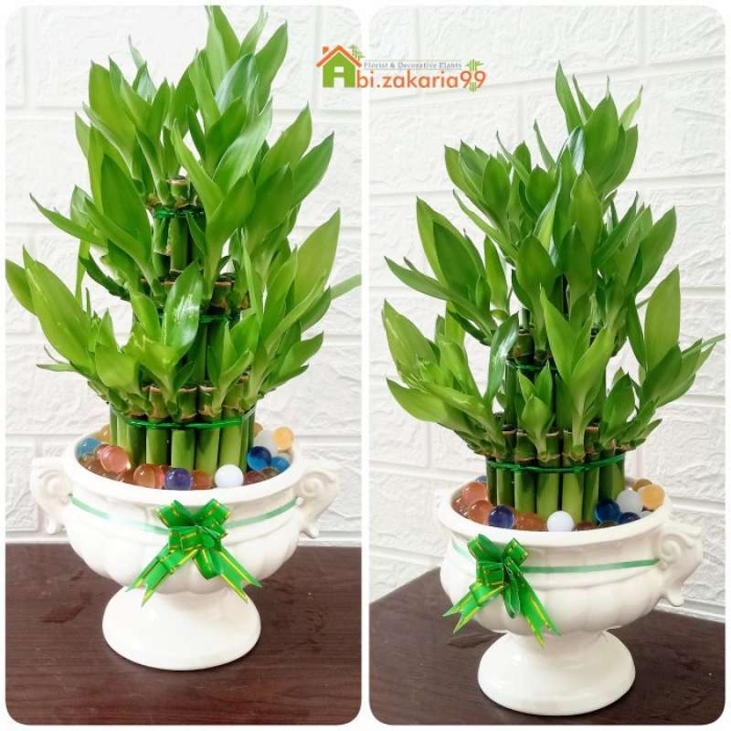 Promo Bambu hoki/Lucky Bamboo/Sri rejeki/Bambu Cina/vas keramik ...