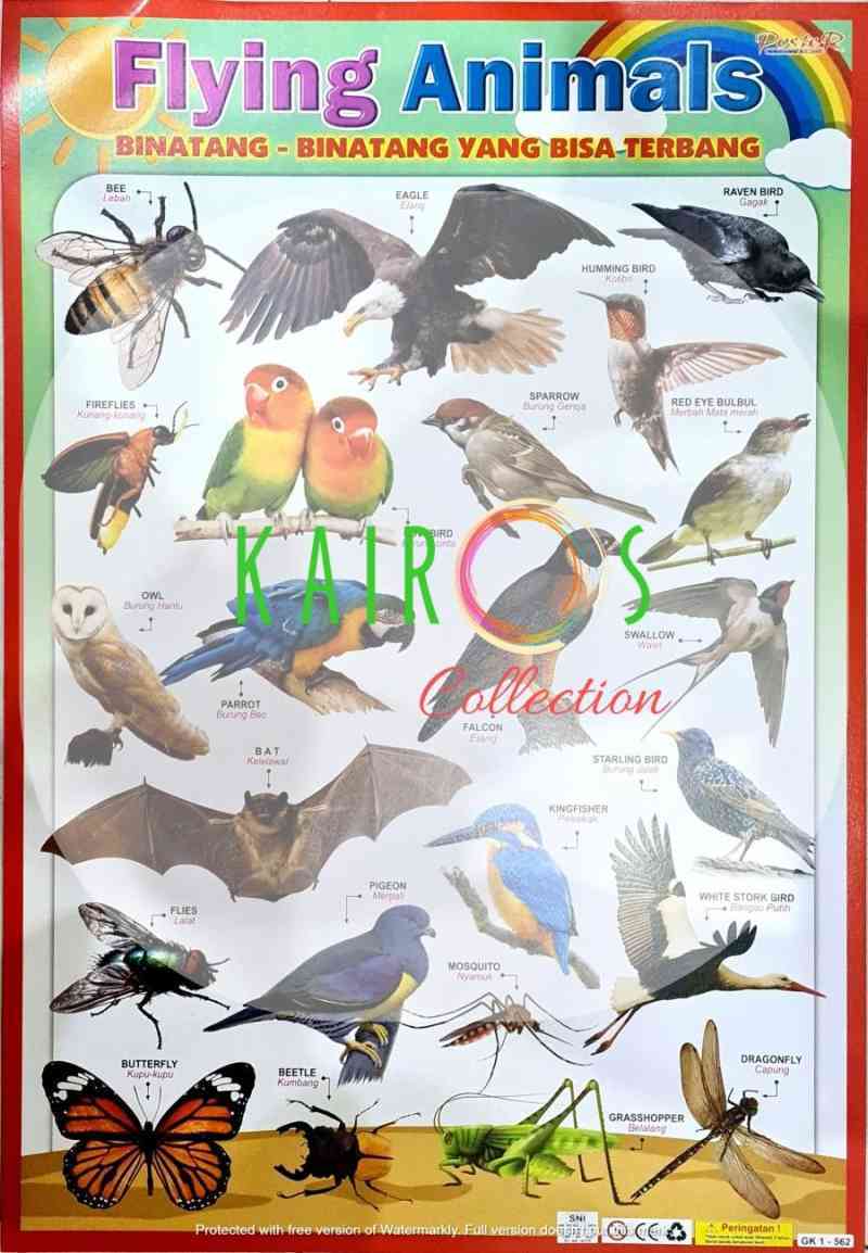Jual Poster Edukasi Anak Aneka Jenis Binatang Darat, Laut, Udara di ...
