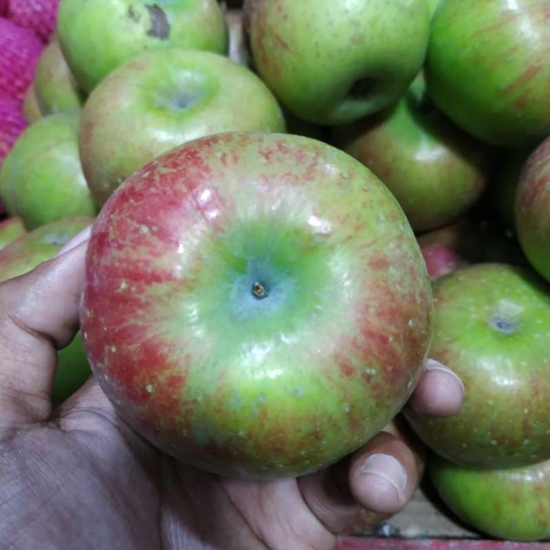 Jual Buah Apel Malang 1Kg di Seller Kakaramarket - Kota Bandung, Jawa ...