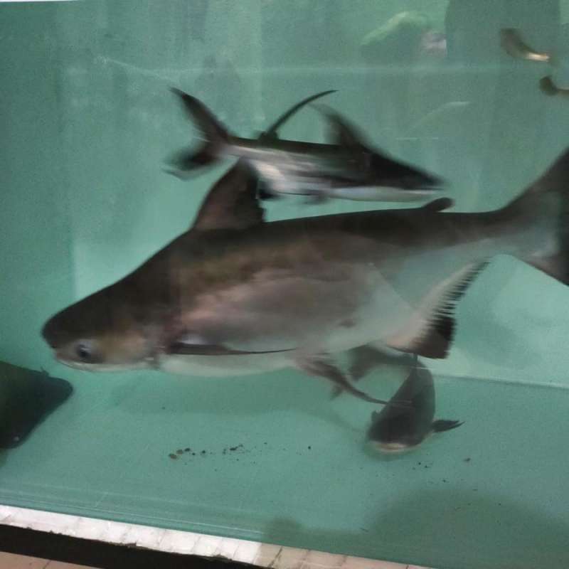 Jual Ikan Hias Paroon Shark Genghiskhan Pangasius Sanitwongsei Size ...