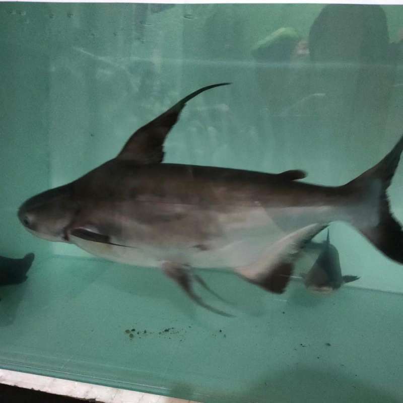 Jual Ikan Hias Paroon Shark Genghiskhan Pangasius Sanitwongsei Size ...