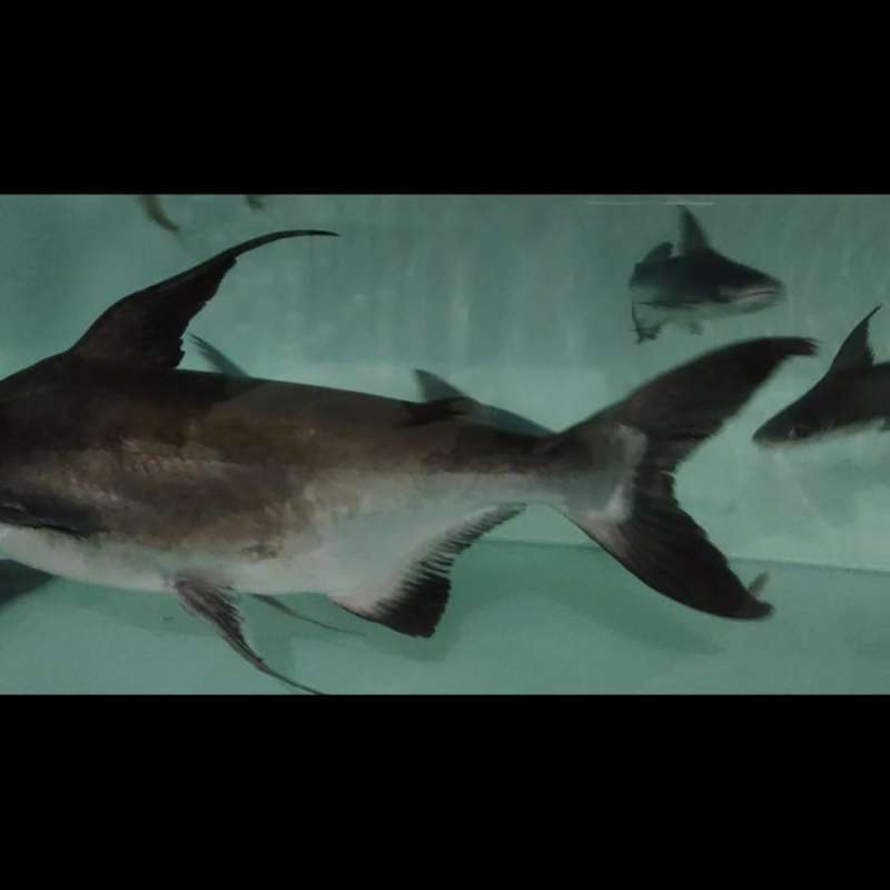 Jual Ikan Hias Paroon Shark Genghiskhan Pangasius Sanitwongsei Size ...