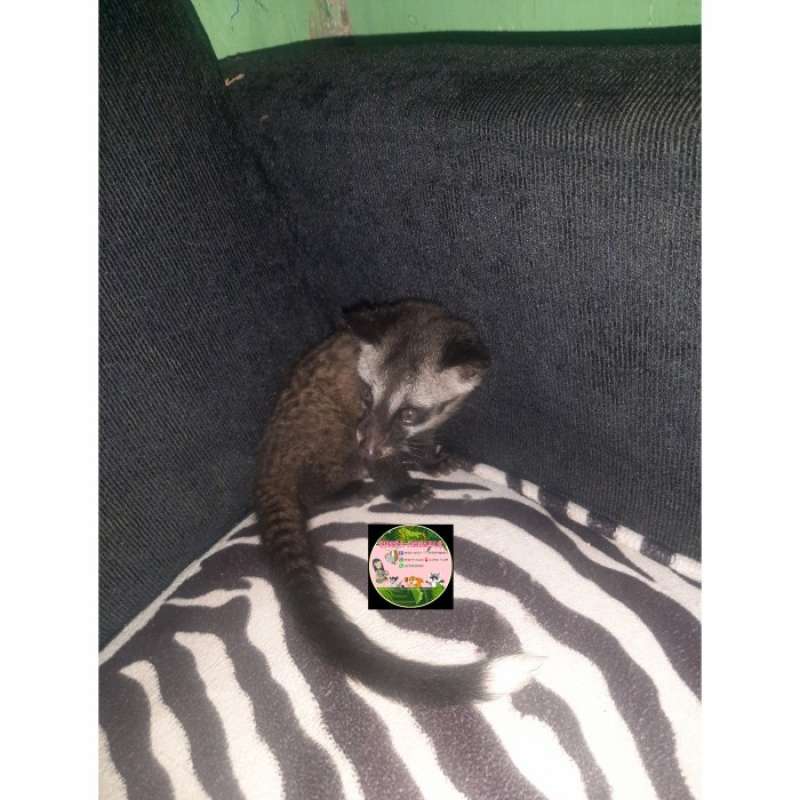 Musang Pandan Ekor Putih