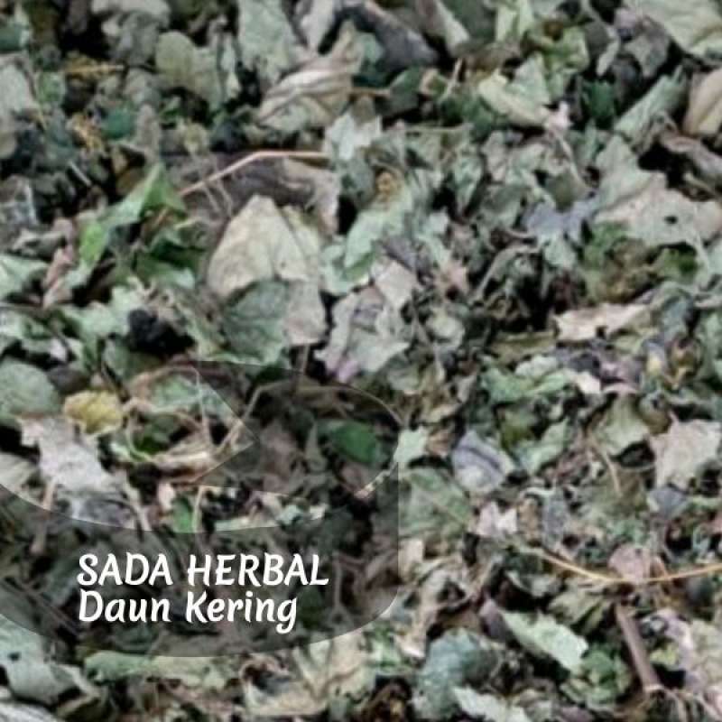 Jual Daun Gatal Jelatang Atau Daun Pulus Kering 100 gram di Seller ...