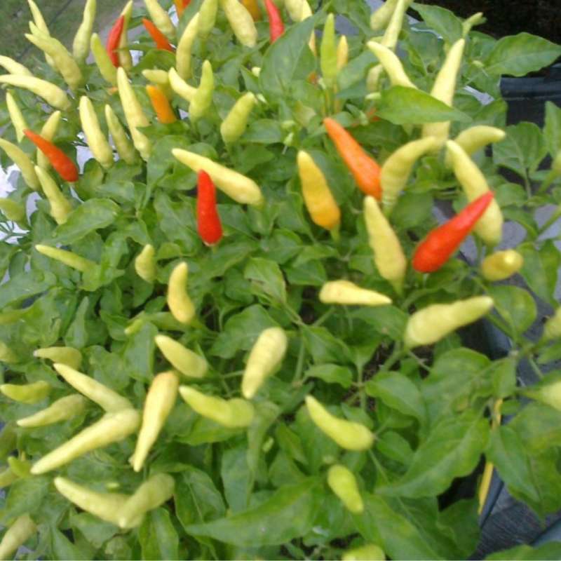 Jual ( Isi 100 ) Bibit Benih Sayur Cabai Cabe Rawit Sona di Seller ...