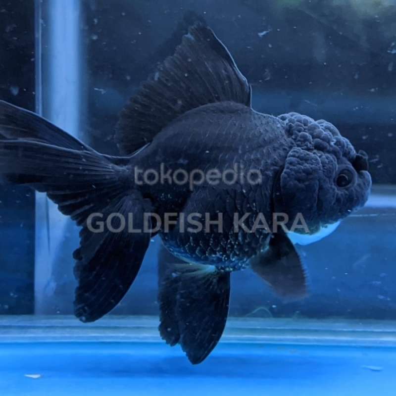 Ikan Koki Hitam