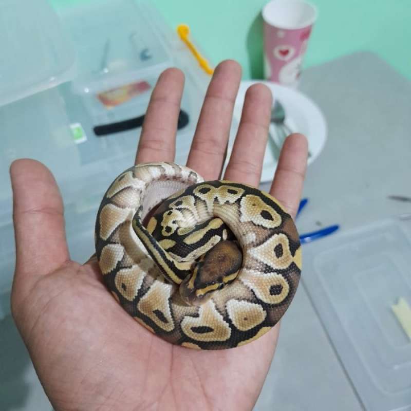 Jual Ball python lesser het clown 100% jantan di Seller Enigma - Kapuk ...