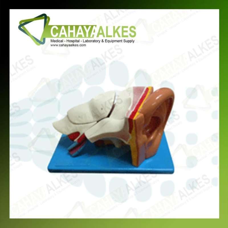 Jual Manekin Model Telinga Kualitas Super | Manikin Phantom Ear Anatomy ...
